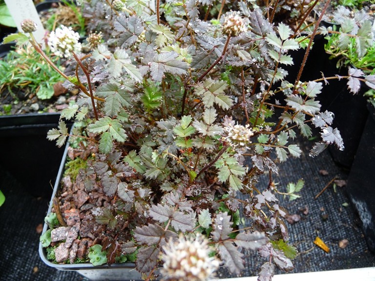 Alpine Staudengärtnerei – Acaena microphylla / Kupferteppich